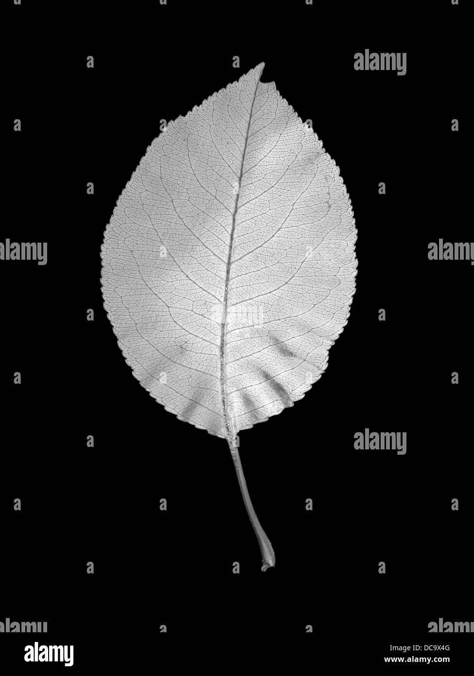 Green leaf background concept Black and White Stock Photos & Images - Alamy