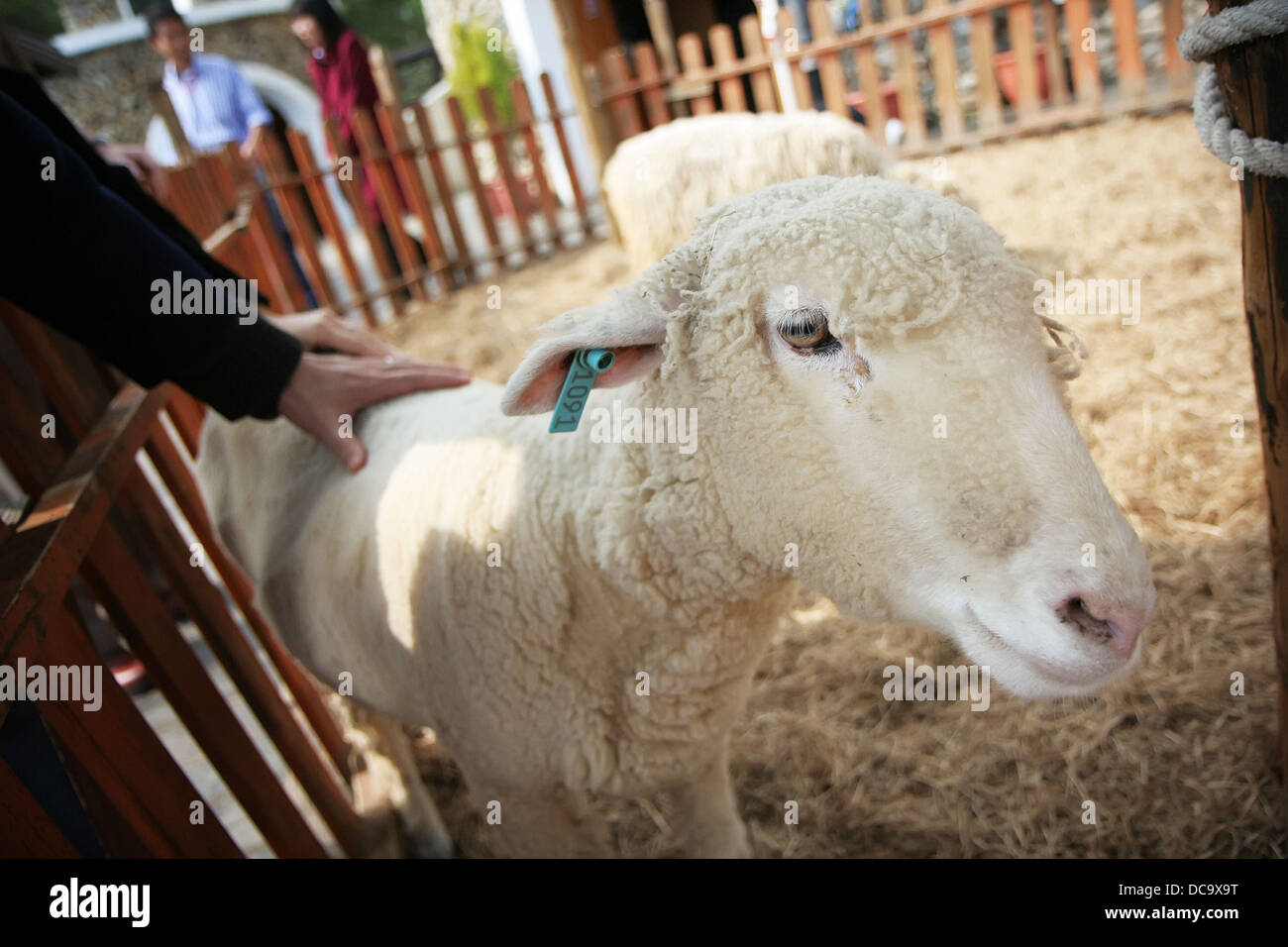 Sheep with tag on its ear on display in CInjing Farm, Taiwan Stock ...