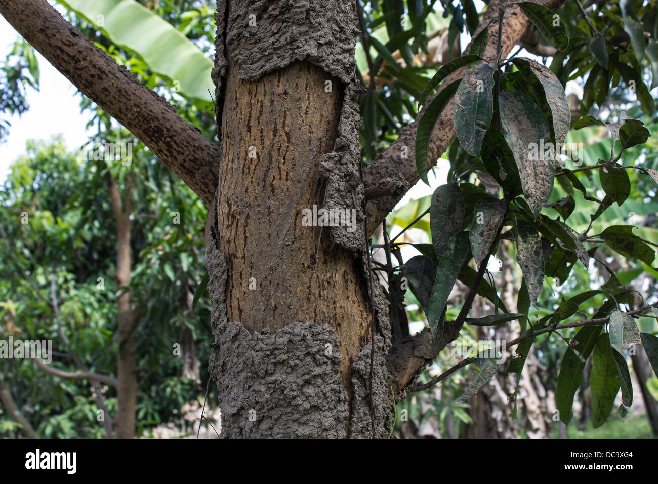 Termite nest nestled in a mango tree in nature, Thailand Stock Photo ...
