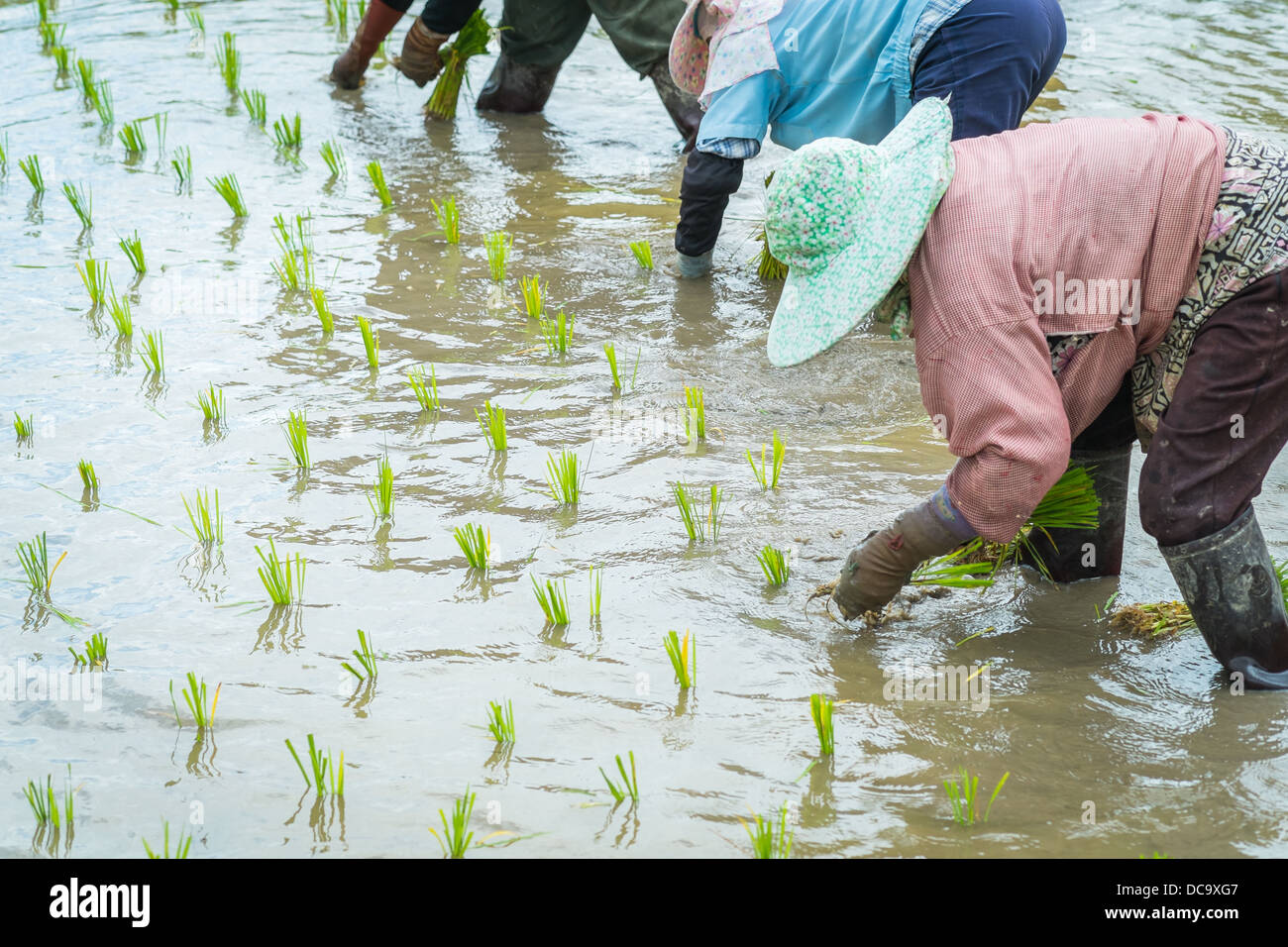 farmer transplant rice seedlings in field rice in daylight time Stock ...
