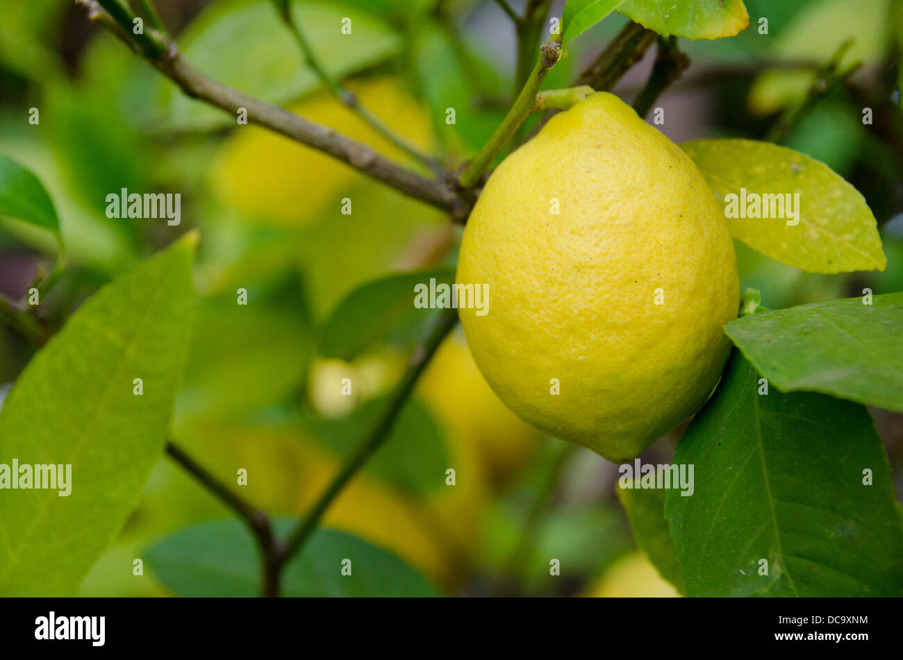 California citrus hi-res stock photography and images - Alamy