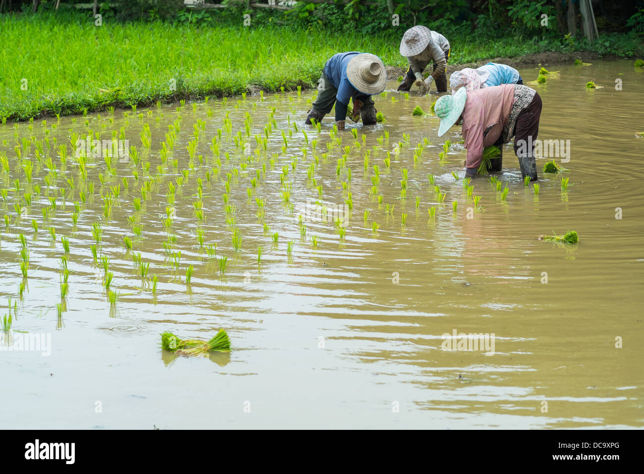 farmer transplant rice seedlings in field rice in daylight time Stock ...