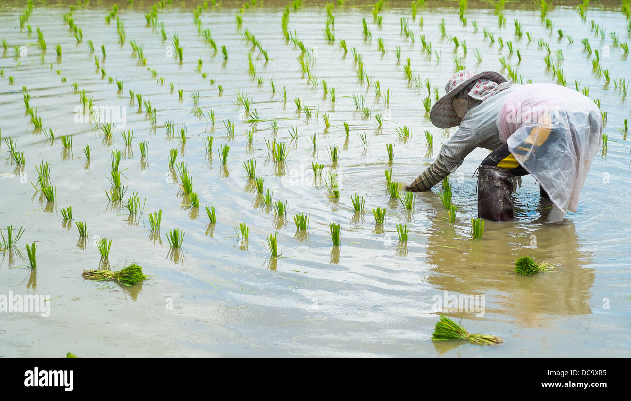 farmer transplant rice seedlings in field rice in daylight time Stock ...
