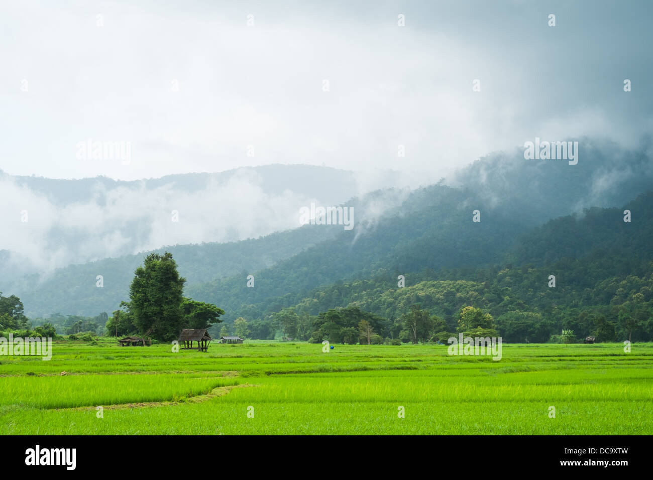 landscape of rice farm in thailand in raining day Stock Photo - Alamy