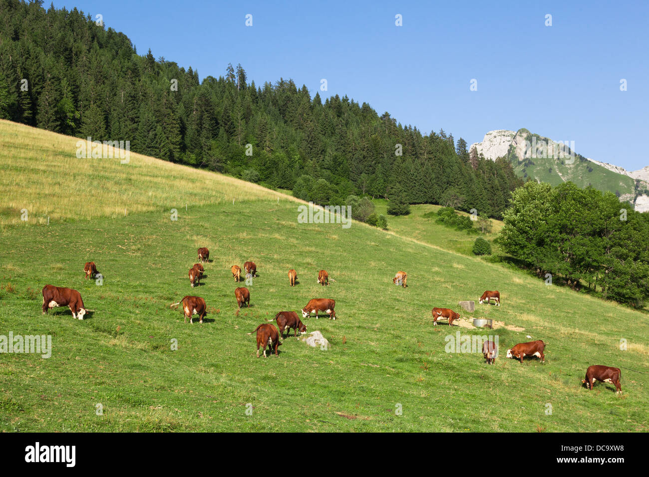 Cows wearing bells are grazing in a beautiful green meadow in the alps ...