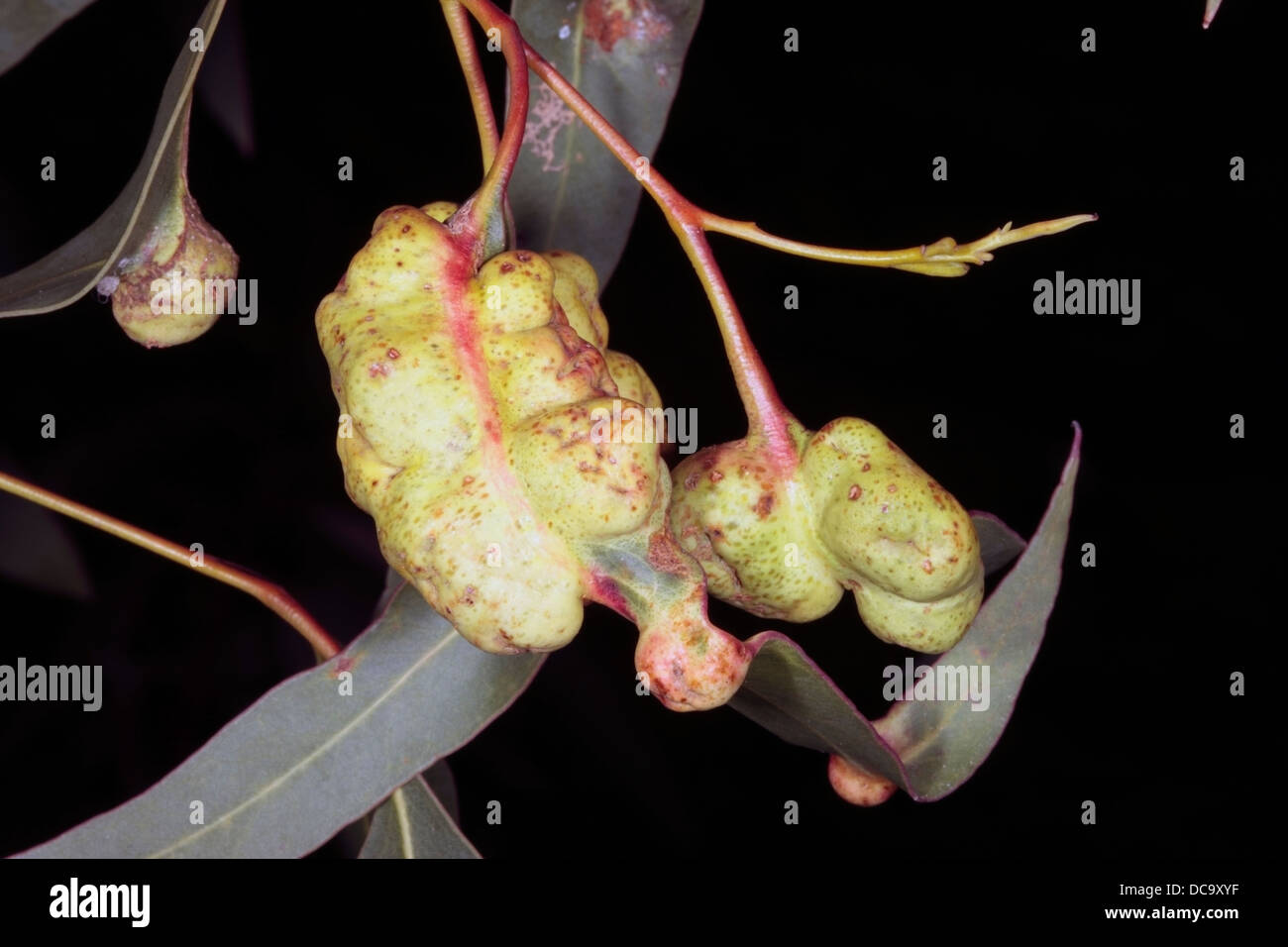 Close-up of large insect galls on Eucalyptus cosmophylla leaves Stock ...