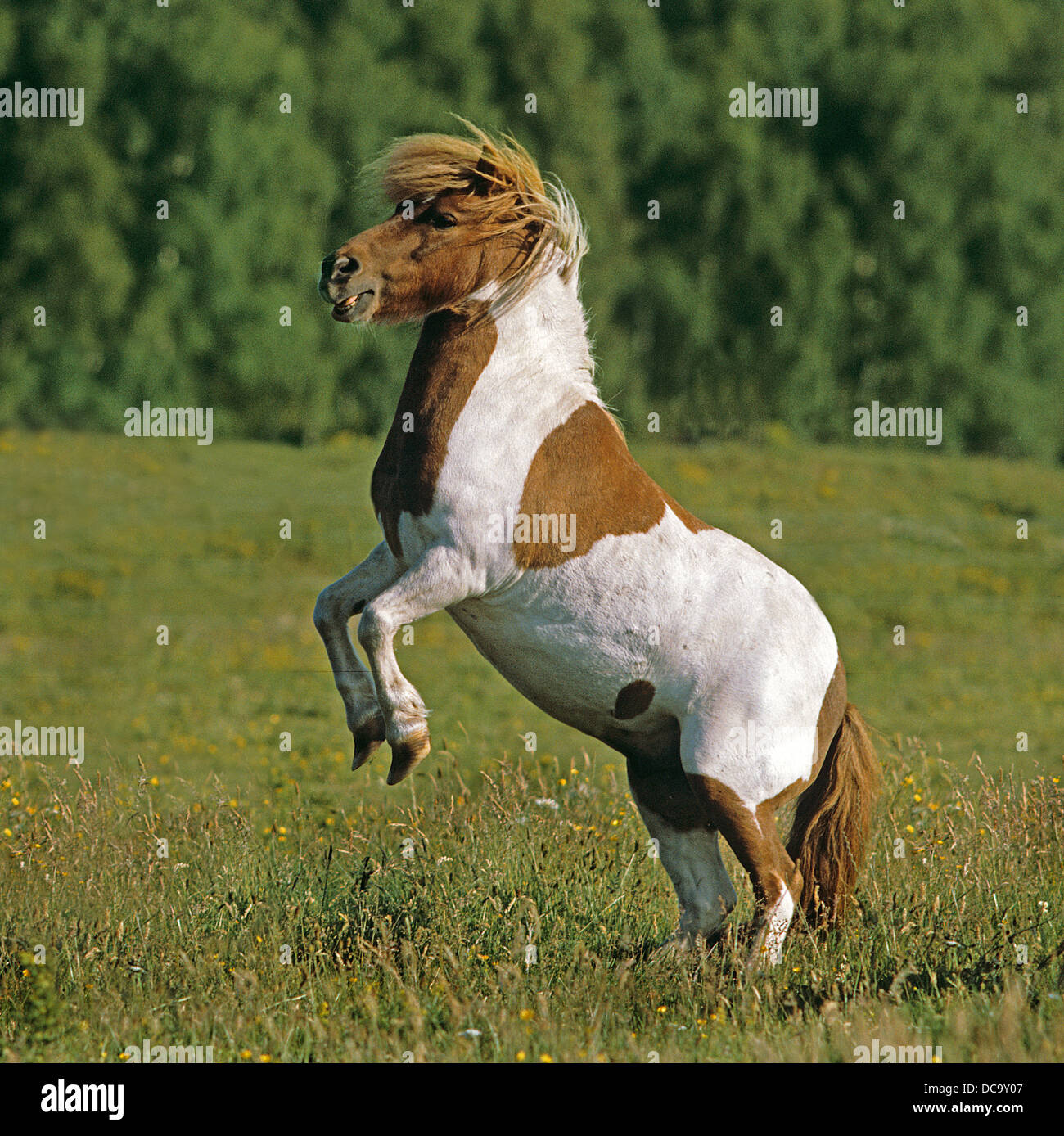 Shetland pony horse rearing hi-res stock photography and images - Alamy