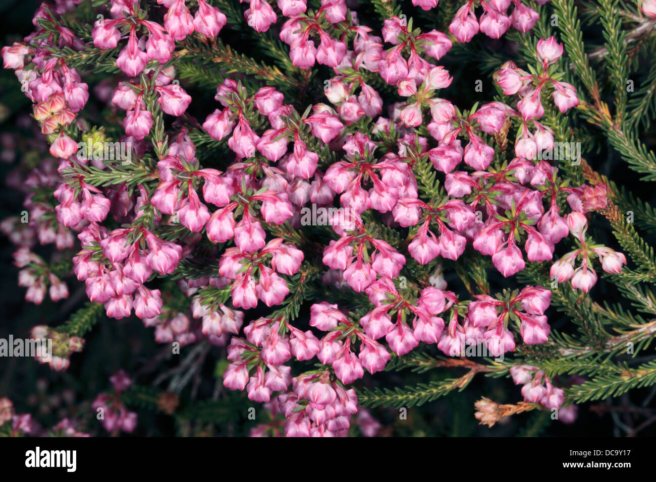 Close-up of Berry Heath / Berry-flowered Heath flowers - Erica baccans ...