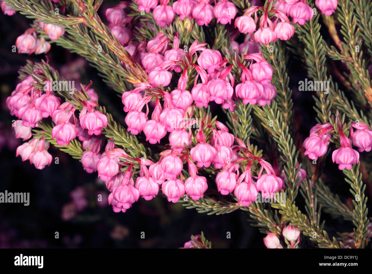 Heaths ericas hi-res stock photography and images - Alamy