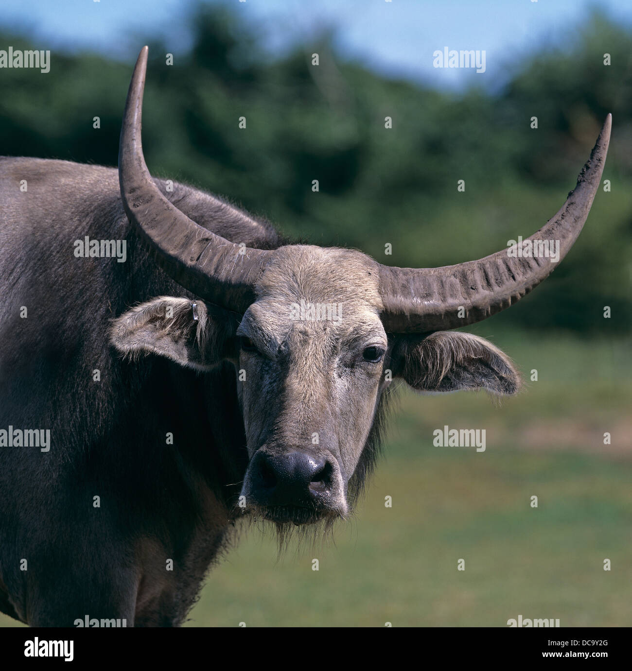 Domesticated asian water buffalo hi-res stock photography and images ...