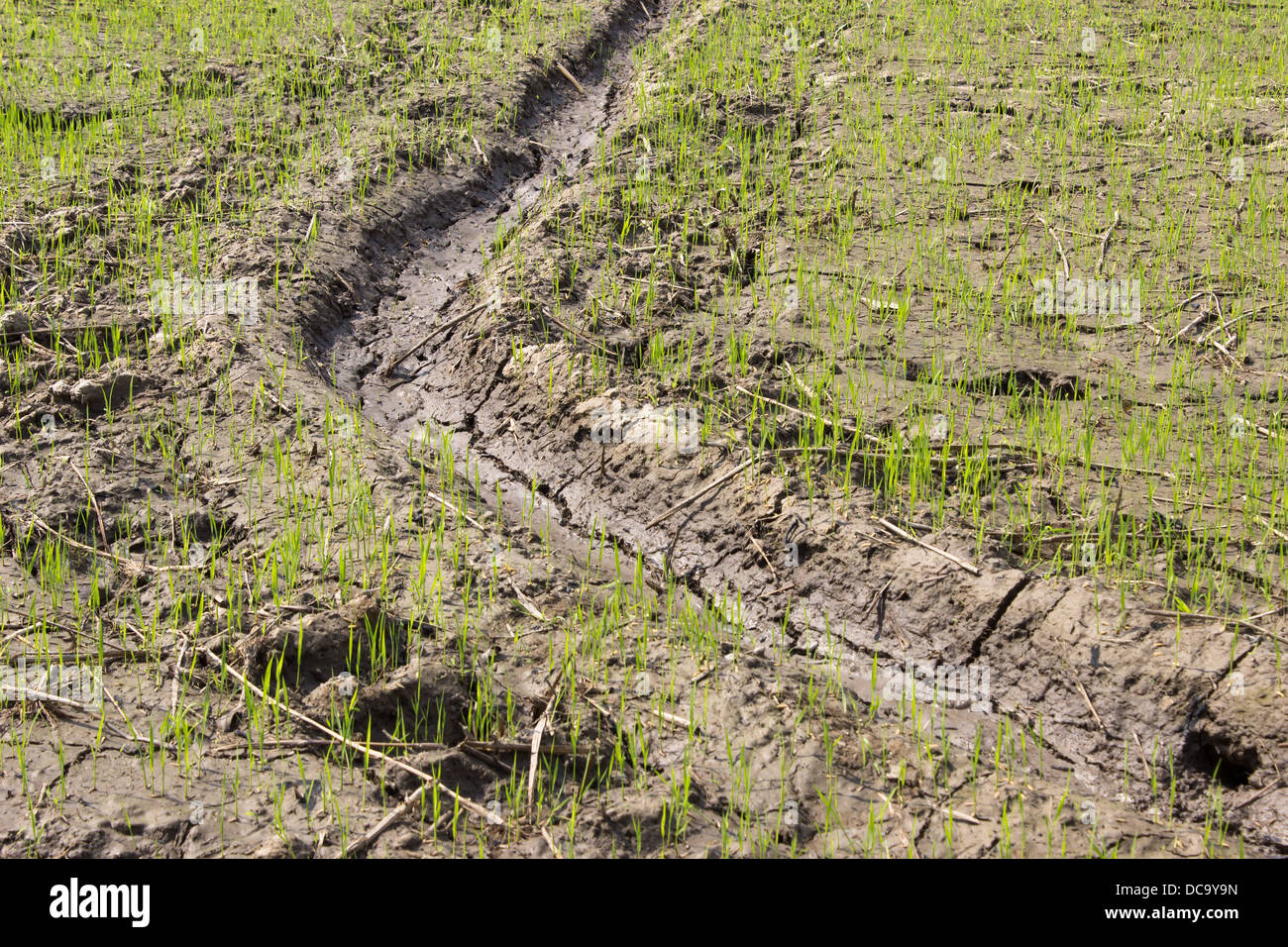 Rice paddy growth,Seedlings growing in a rice paddy Stock Photo - Alamy