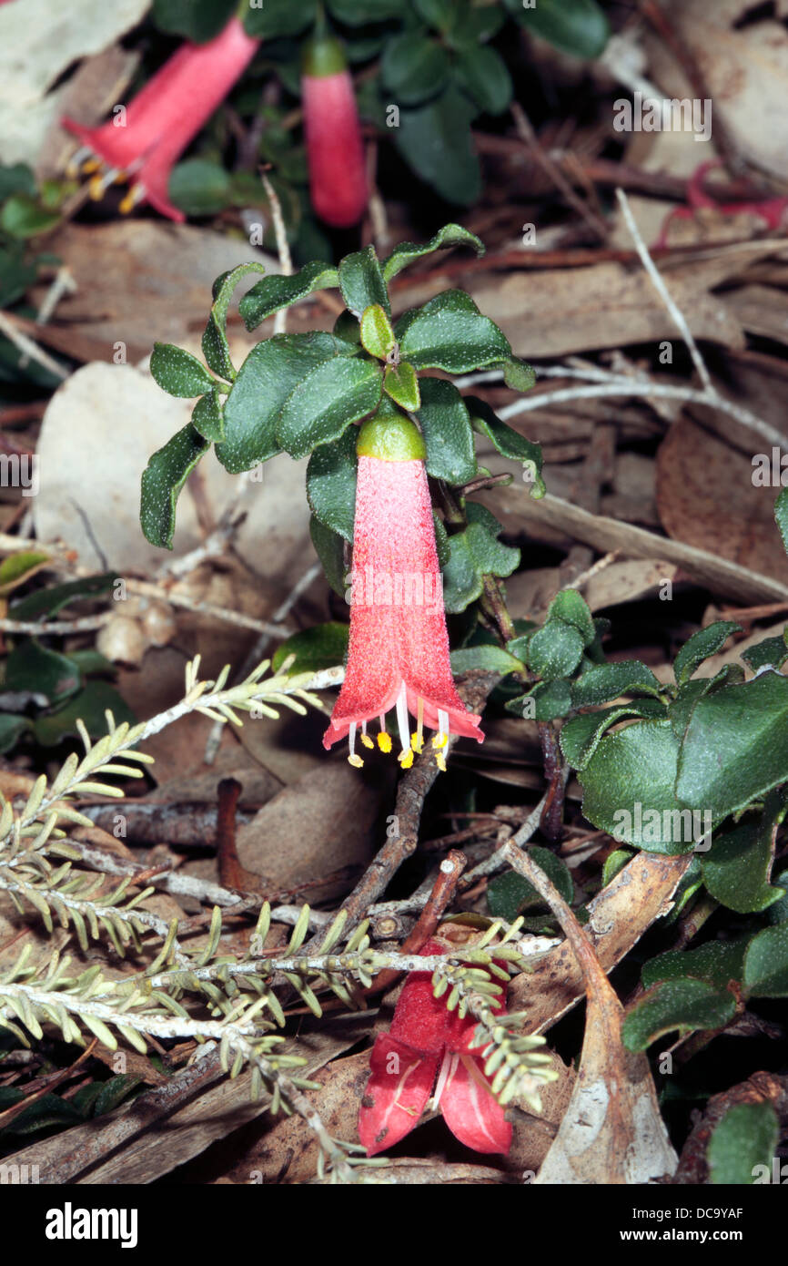 South Australian Native Spreading Correa - Correa decumbens - Family ...