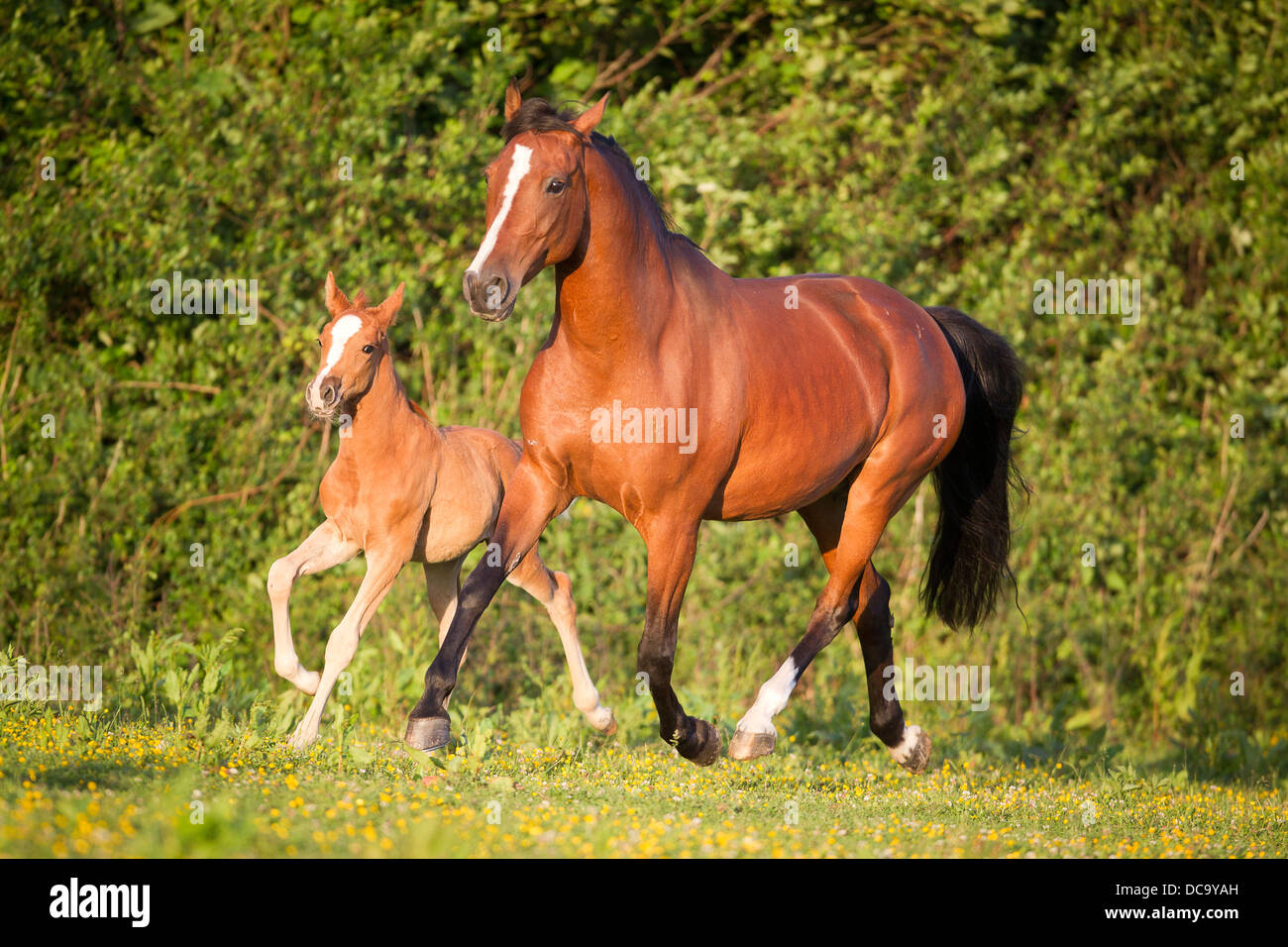 Anglo-Arabian Bay mare trotting her chestnut foal meadow Stock Photo ...