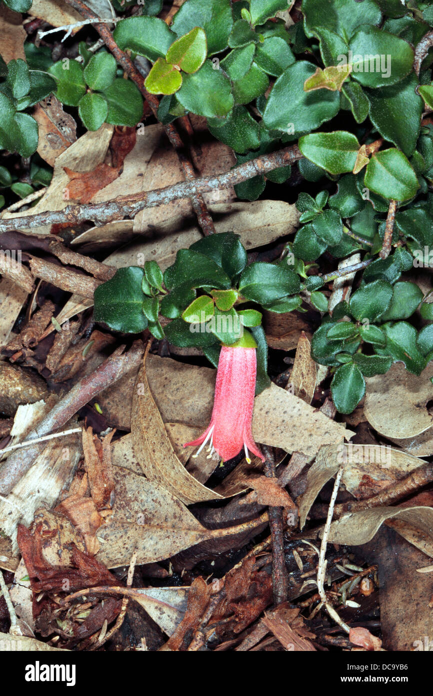 South Australian Native Spreading Correa - Correa decumbens - Family ...