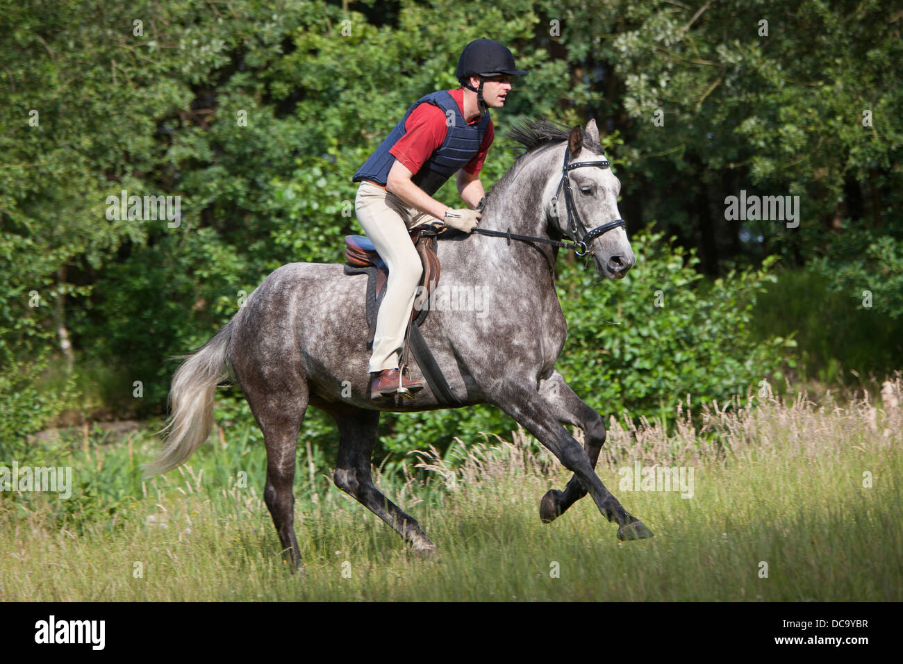Lipizzan cross hi-res stock photography and images - Alamy