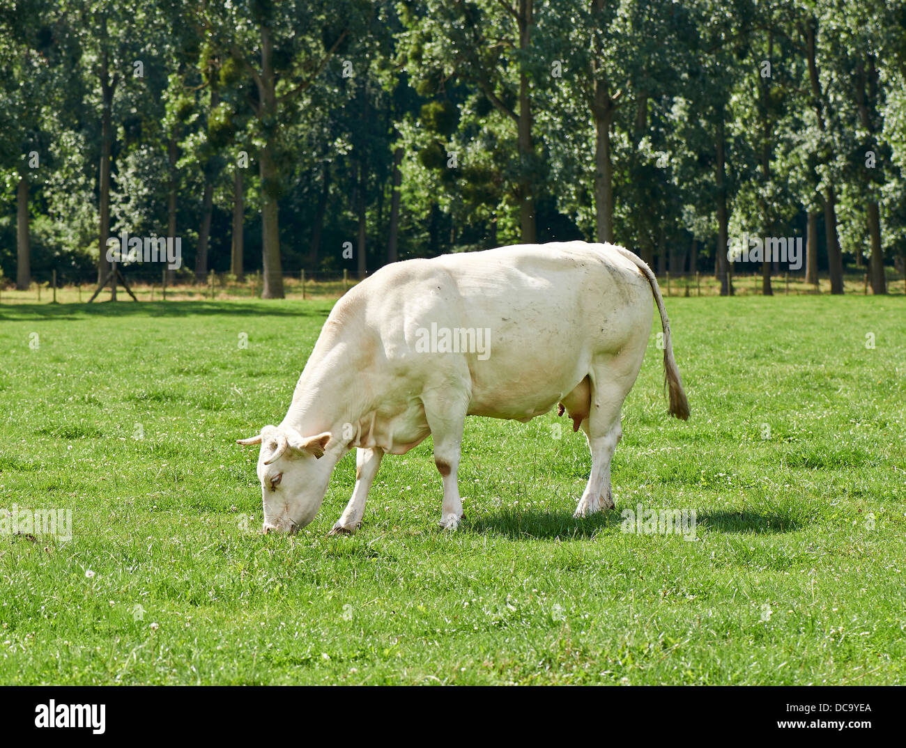 Cattle grazing patterns hi-res stock photography and images - Alamy