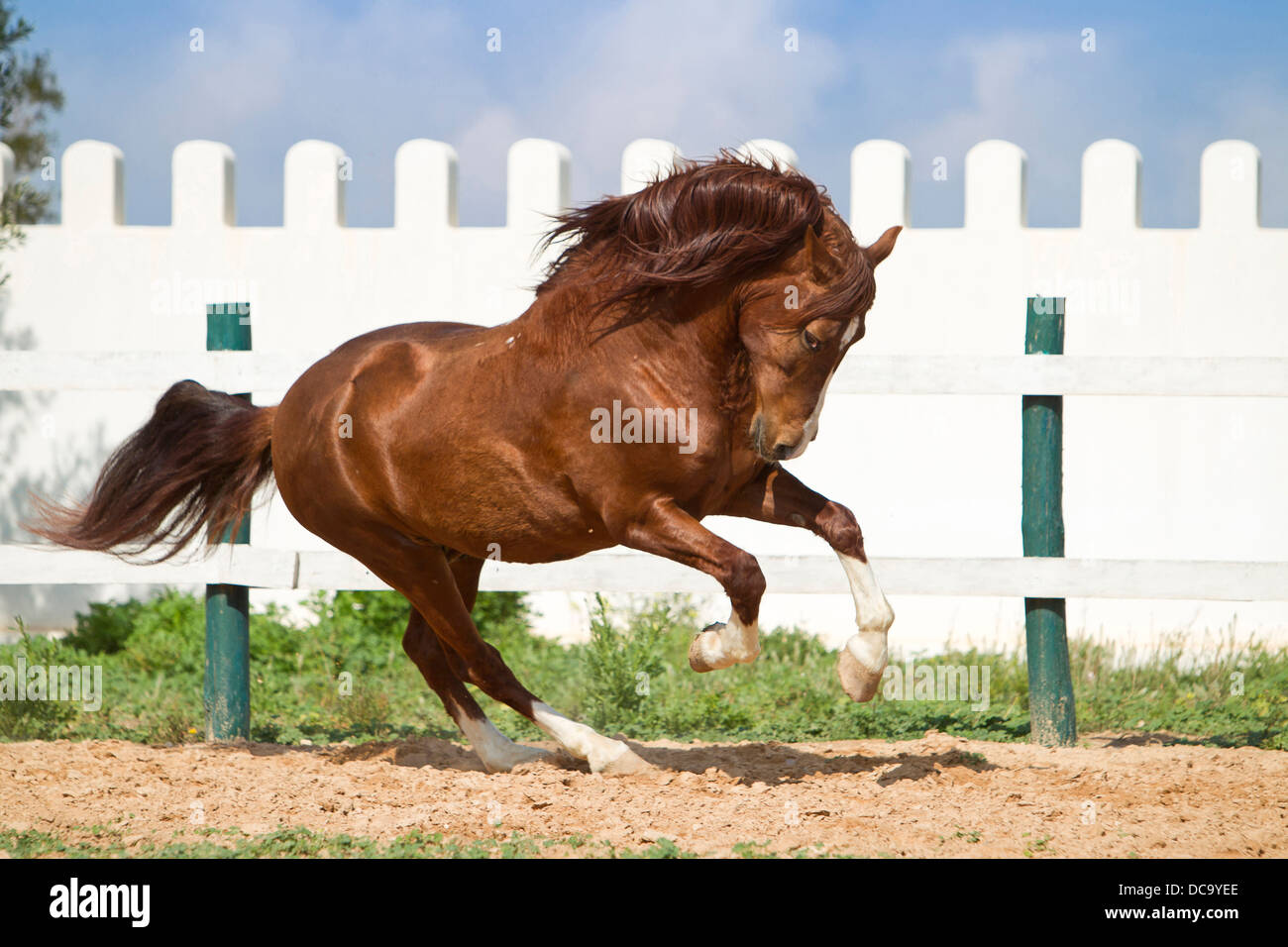 Barb Horse. Chestnut stallion galloping in a paddock Stock Photo - Alamy