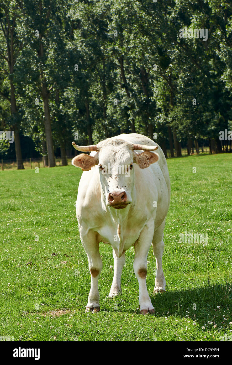 Cow in the field Stock Photo - Alamy