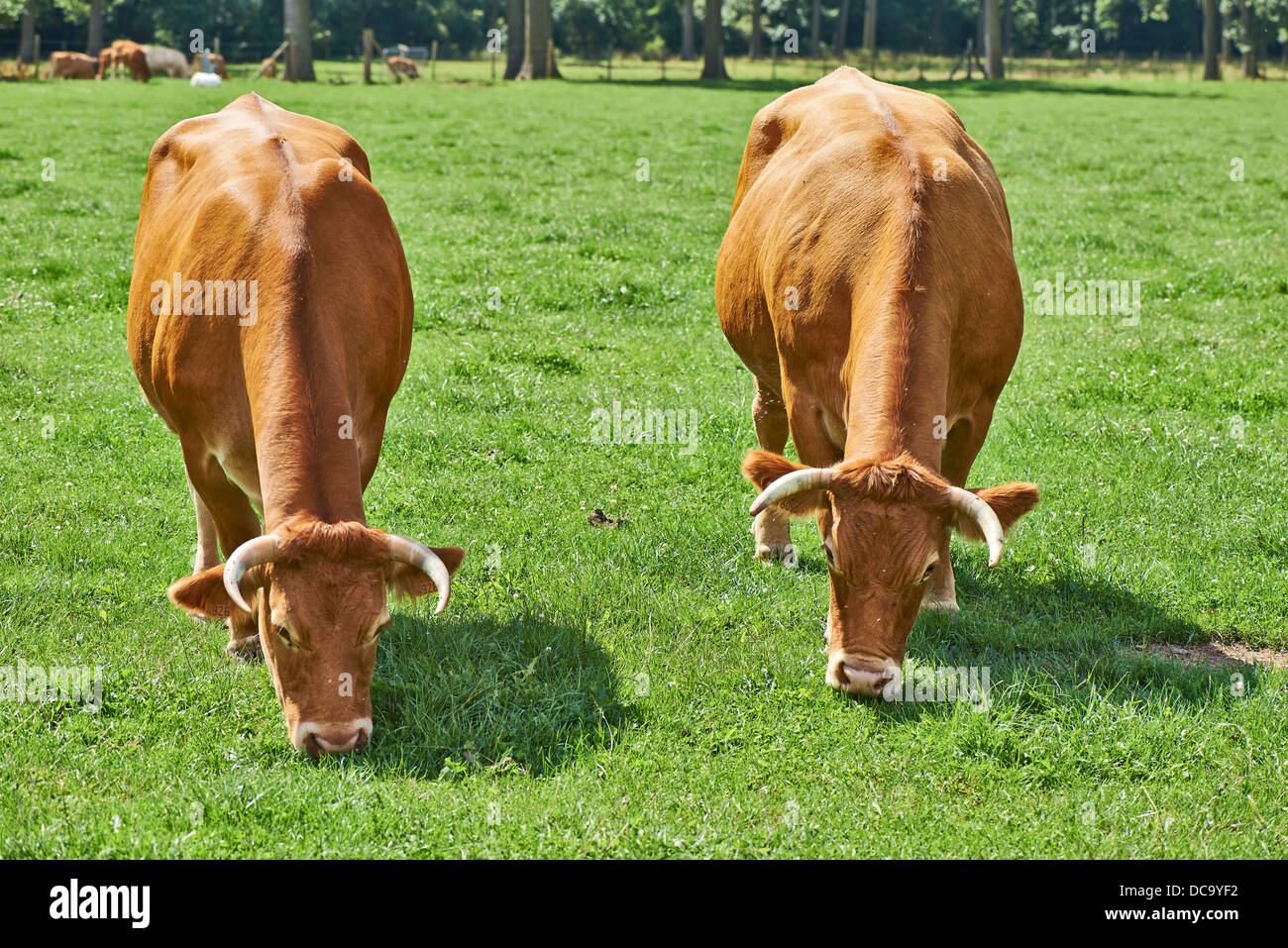 Belgian cows hi-res stock photography and images - Alamy