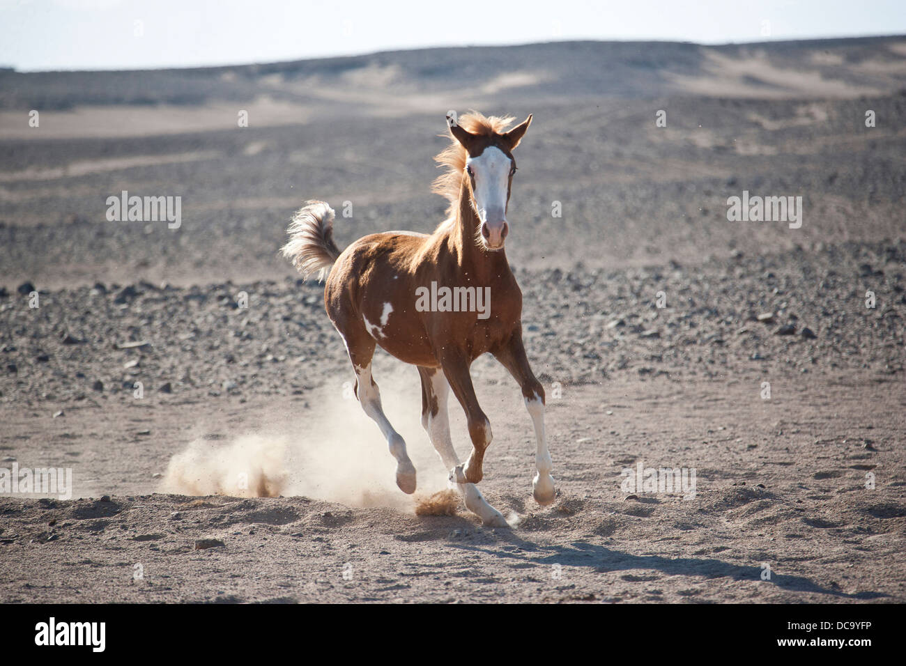 Barb Horse. Pinto foal galloping in the desert Stock Photo - Alamy