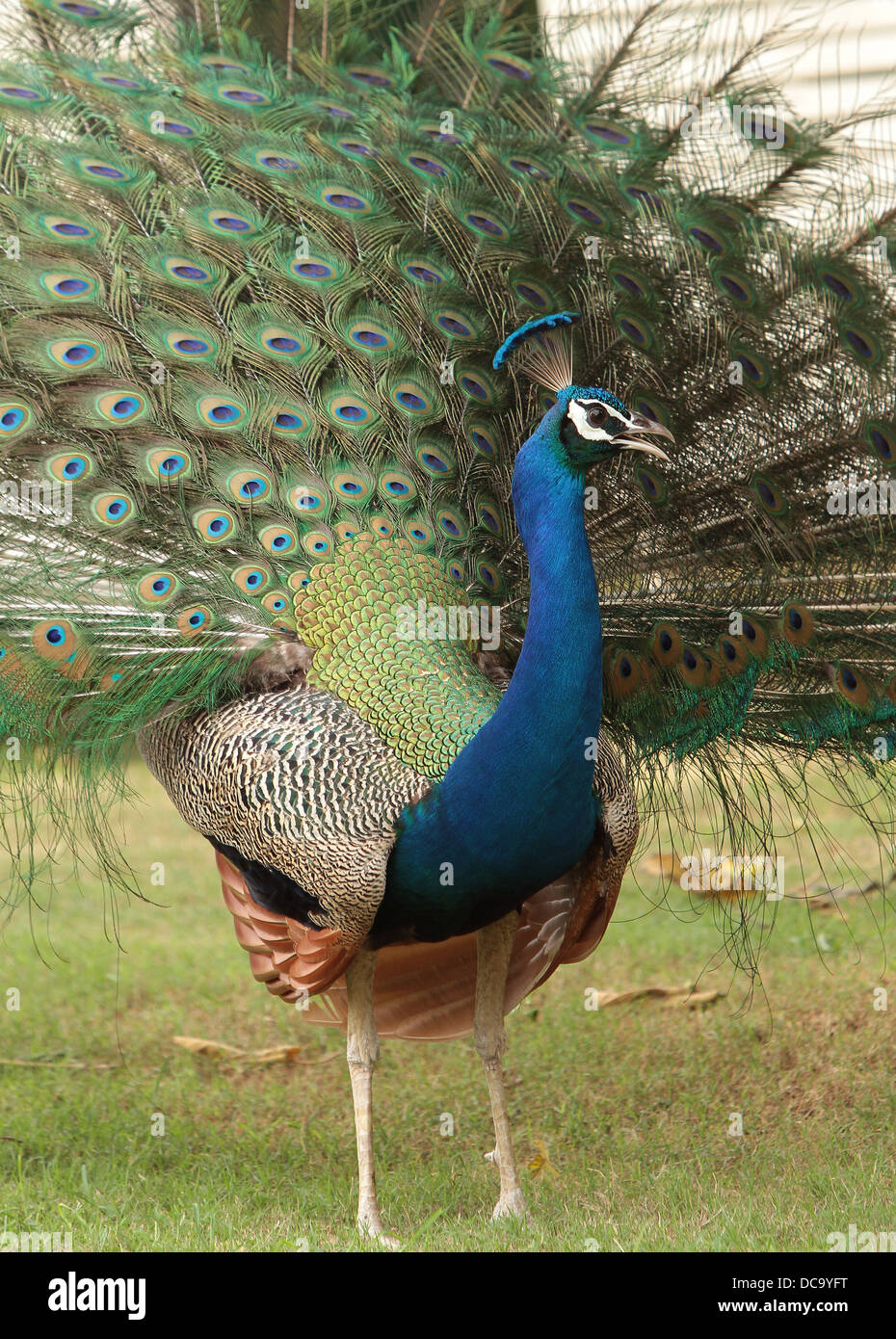 Peacock in Jaipur India Stock Photo - Alamy