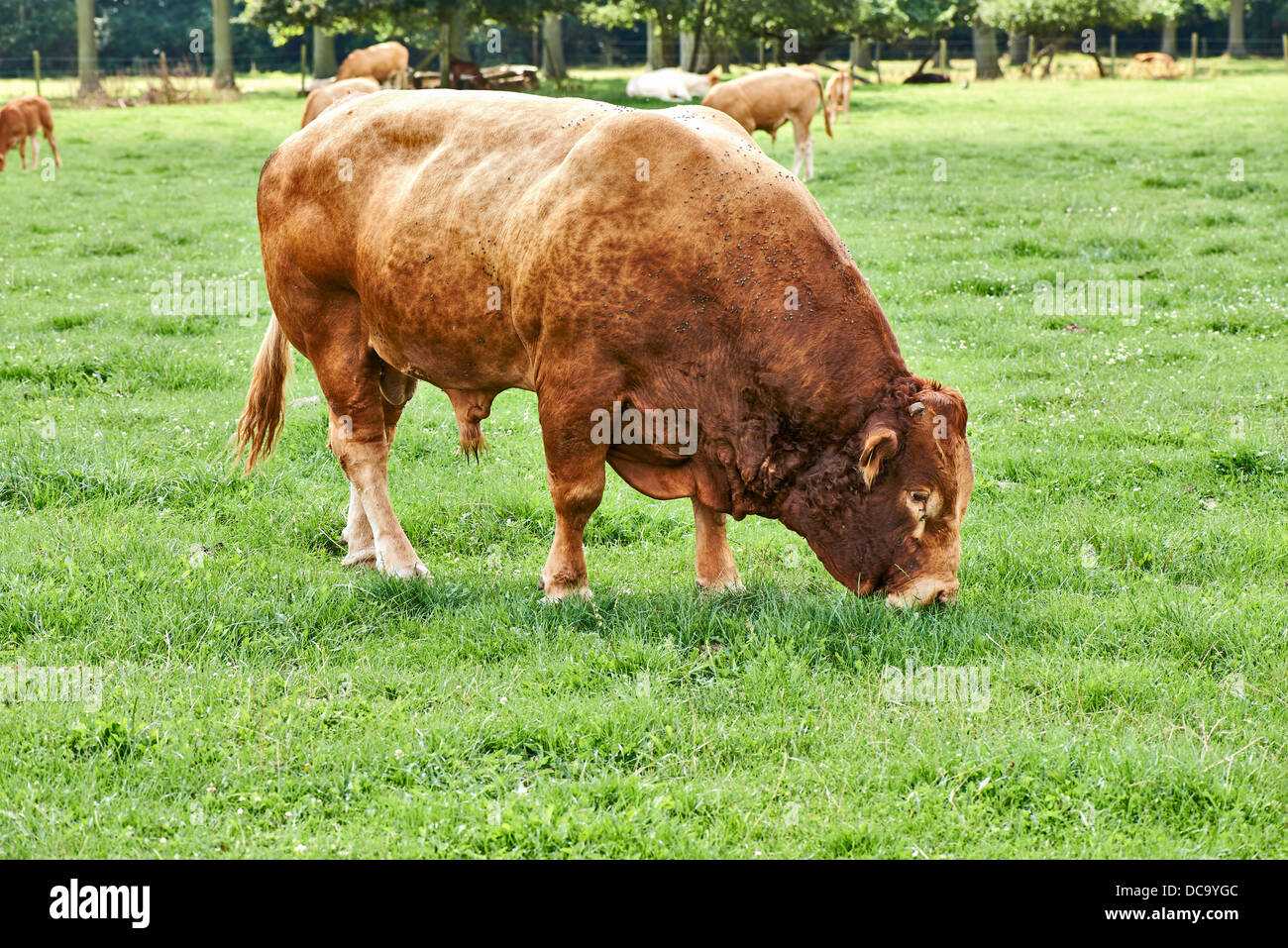 Old brown bull grazing on green grass pasture Stock Photo - Alamy