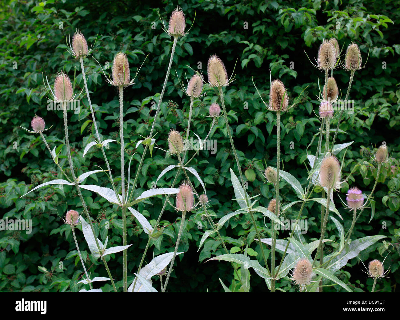 Teasle hi-res stock photography and images - Alamy