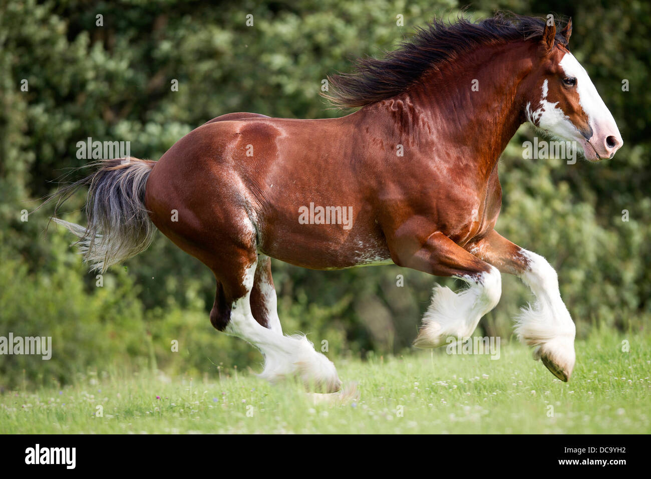 Bay Clydesdale Horse Famous Clydesdale Horses Coming To Dewey Beach