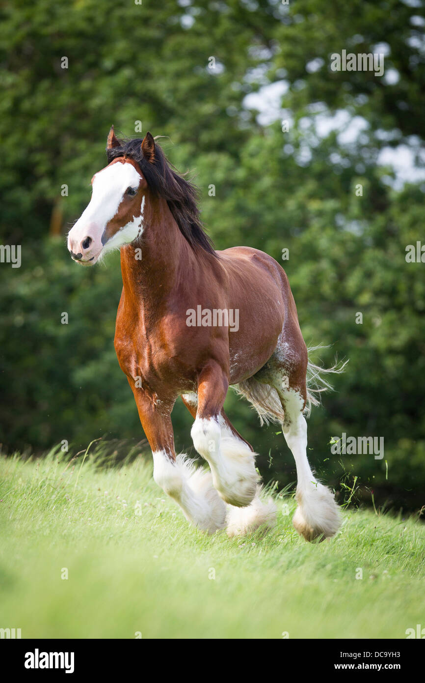 Clydesdale. Bay stallion galloping on a pasture Stock Photo - Alamy