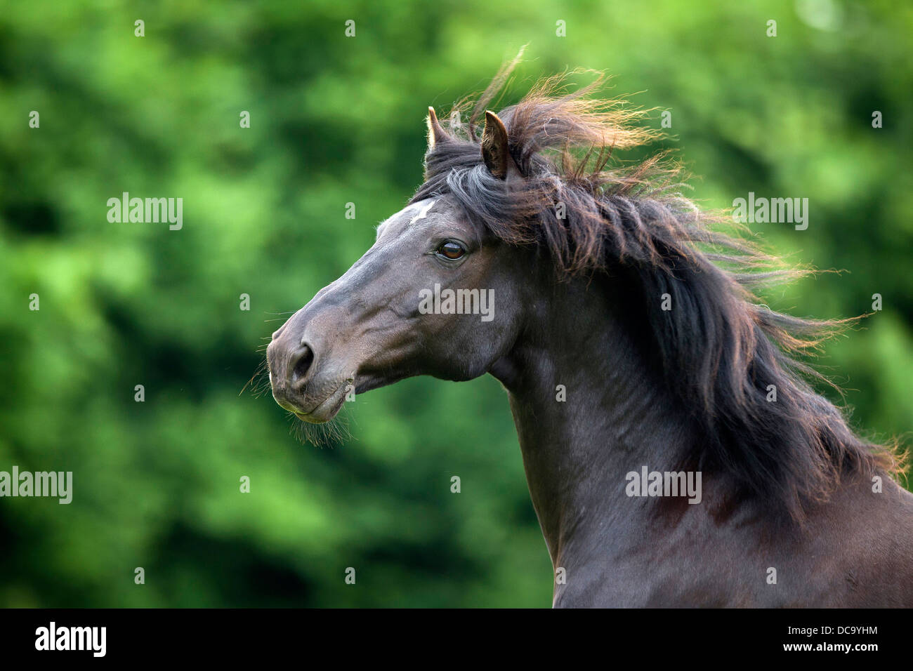 German Riding Pony. Portrait of a black male Stock Photo - Alamy