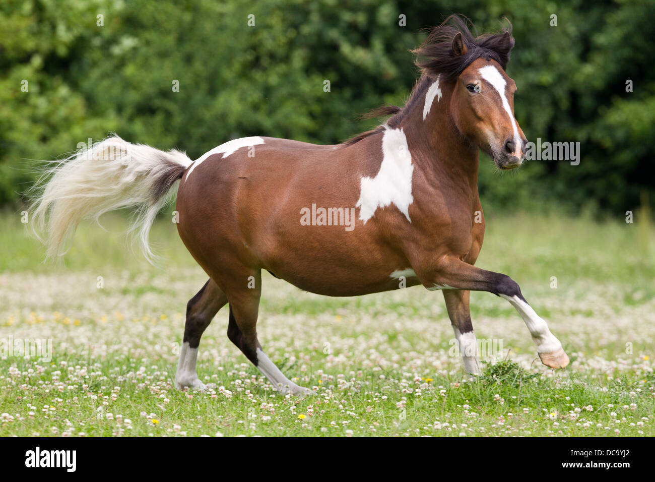 German Riding Pony, Lewitzer Pony. Pinto in a gallop on a pasture Stock ...
