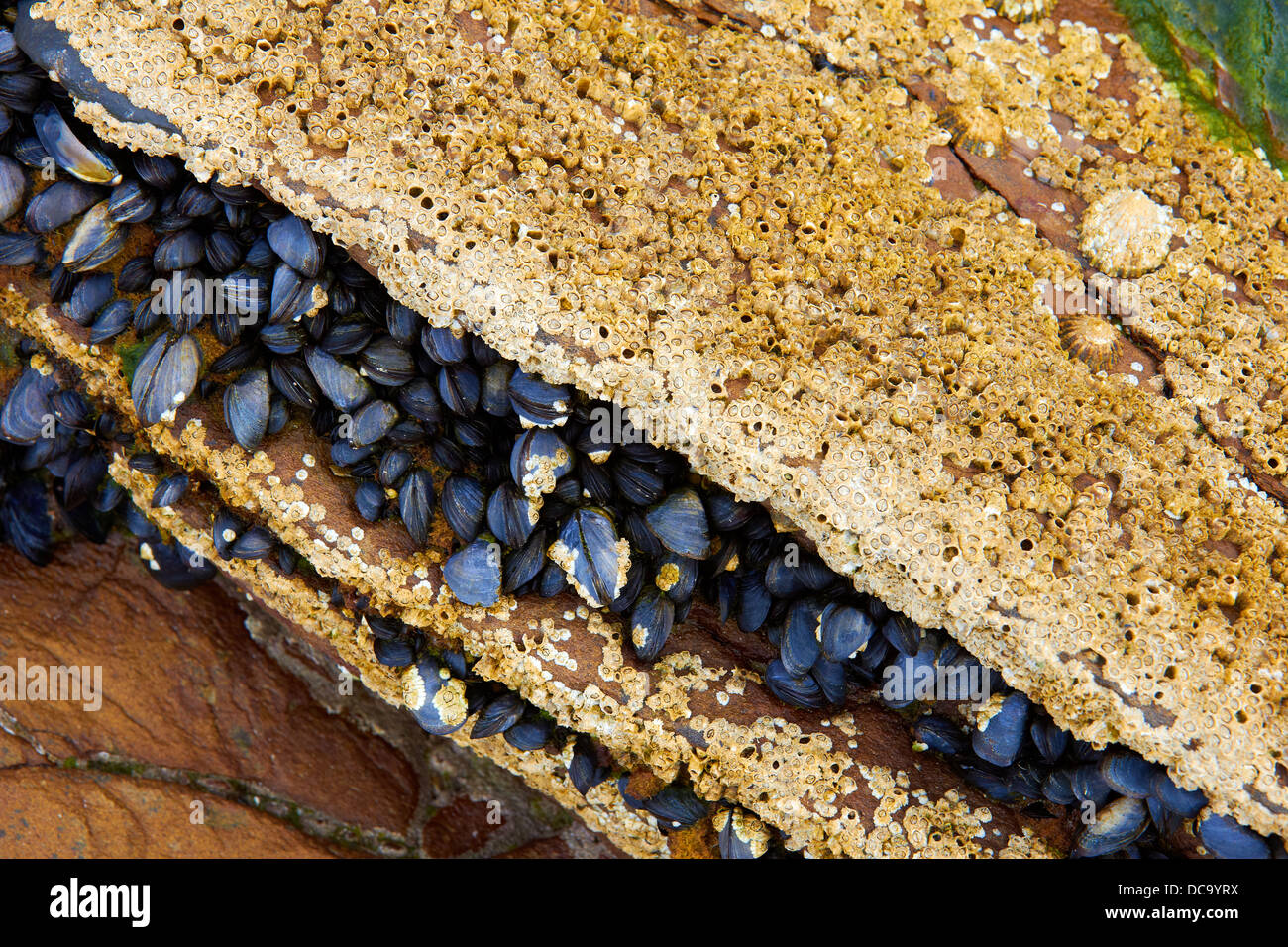 Barnacles on rock hi-res stock photography and images - Alamy