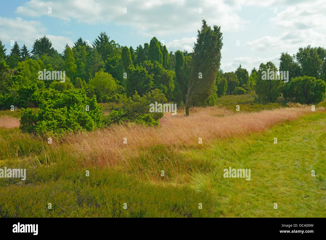 Heiliger hain hi-res stock photography and images - Alamy