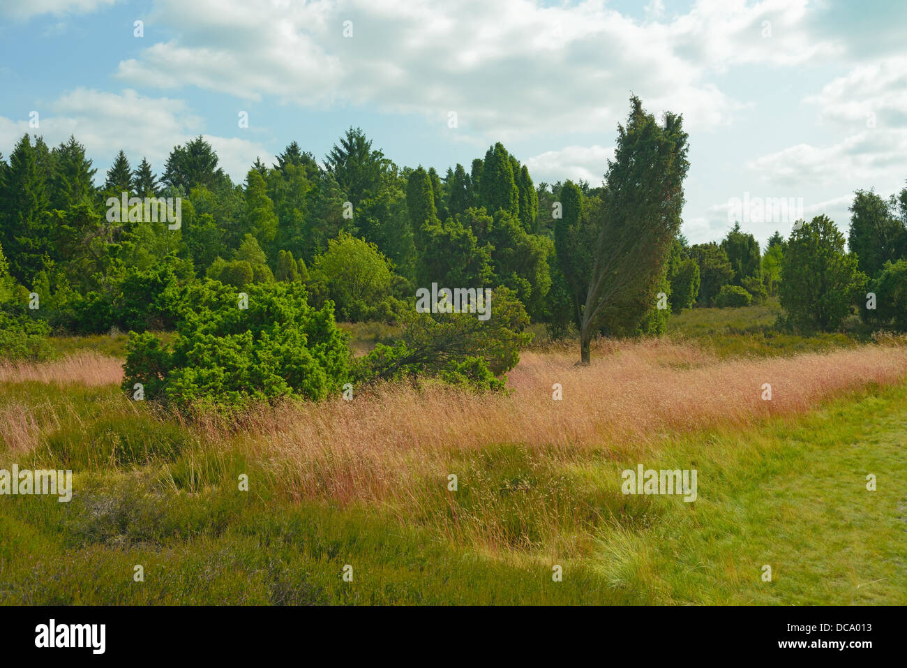 Heath Heiliger Hain, Wesendorf, Lower Saxony, Germany Stock Photo - Alamy