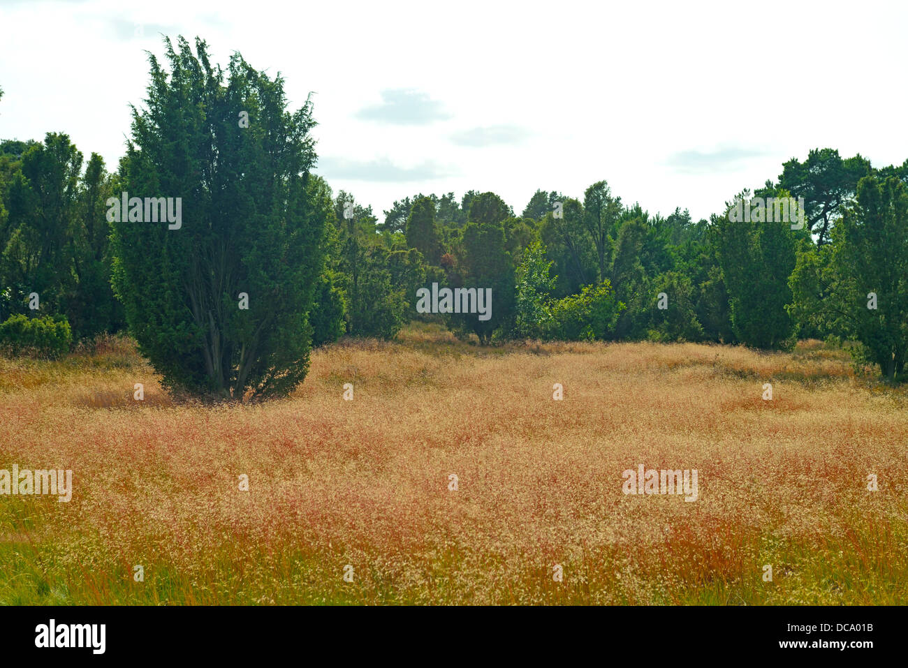 Heiliger hain hi-res stock photography and images - Alamy