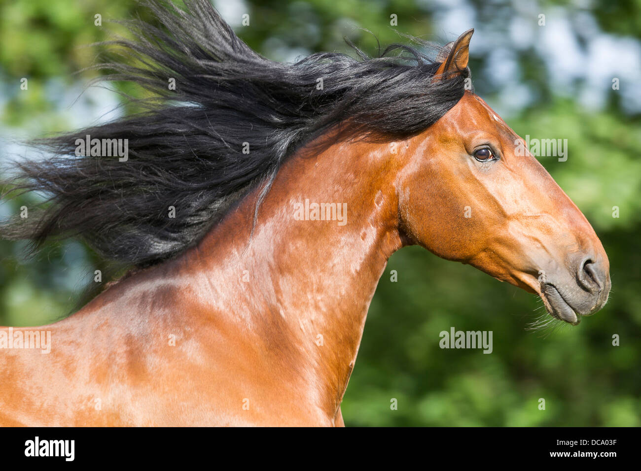 Lusitano. Portrait of bay horse with mane flowing Stock Photo - Alamy
