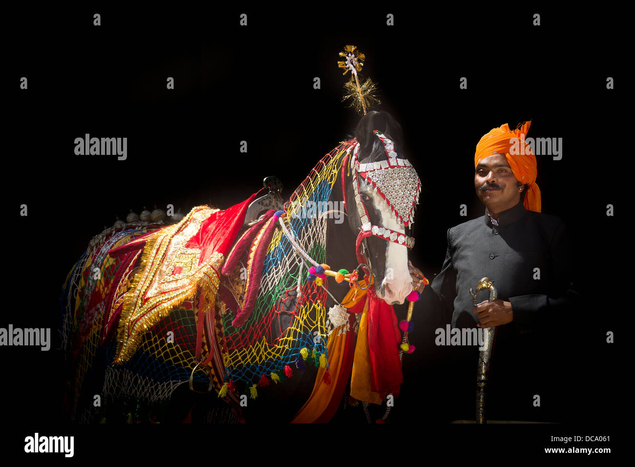 Marwari Horse Black stallion colourful traditional tack standing next ...