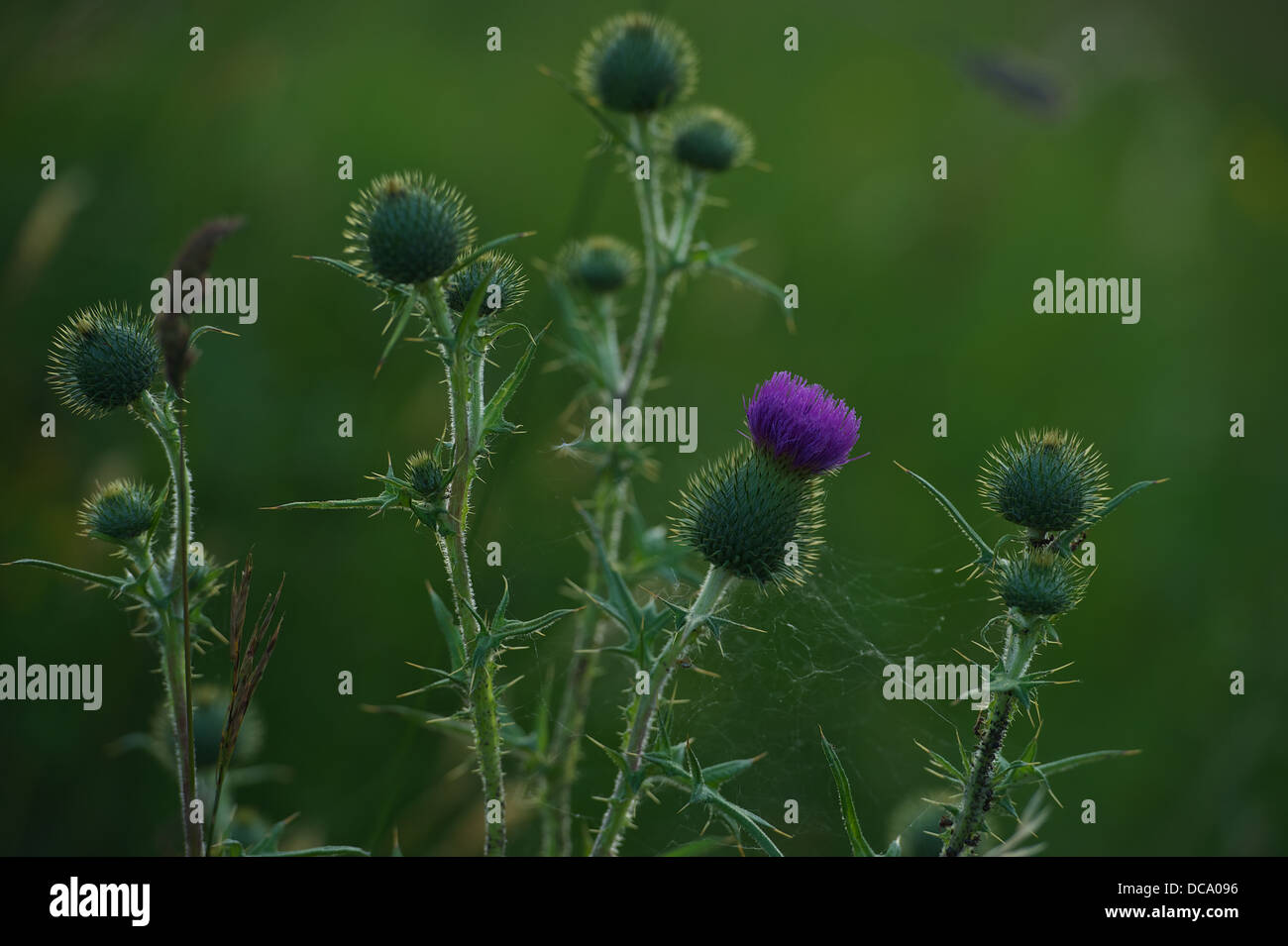 Thistle with green background Stock Photo - Alamy