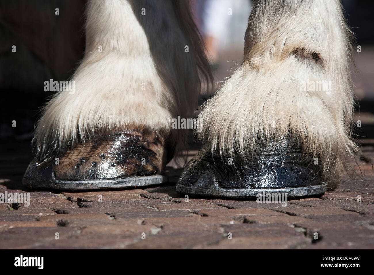 Horse feet hi-res stock photography and images - Alamy