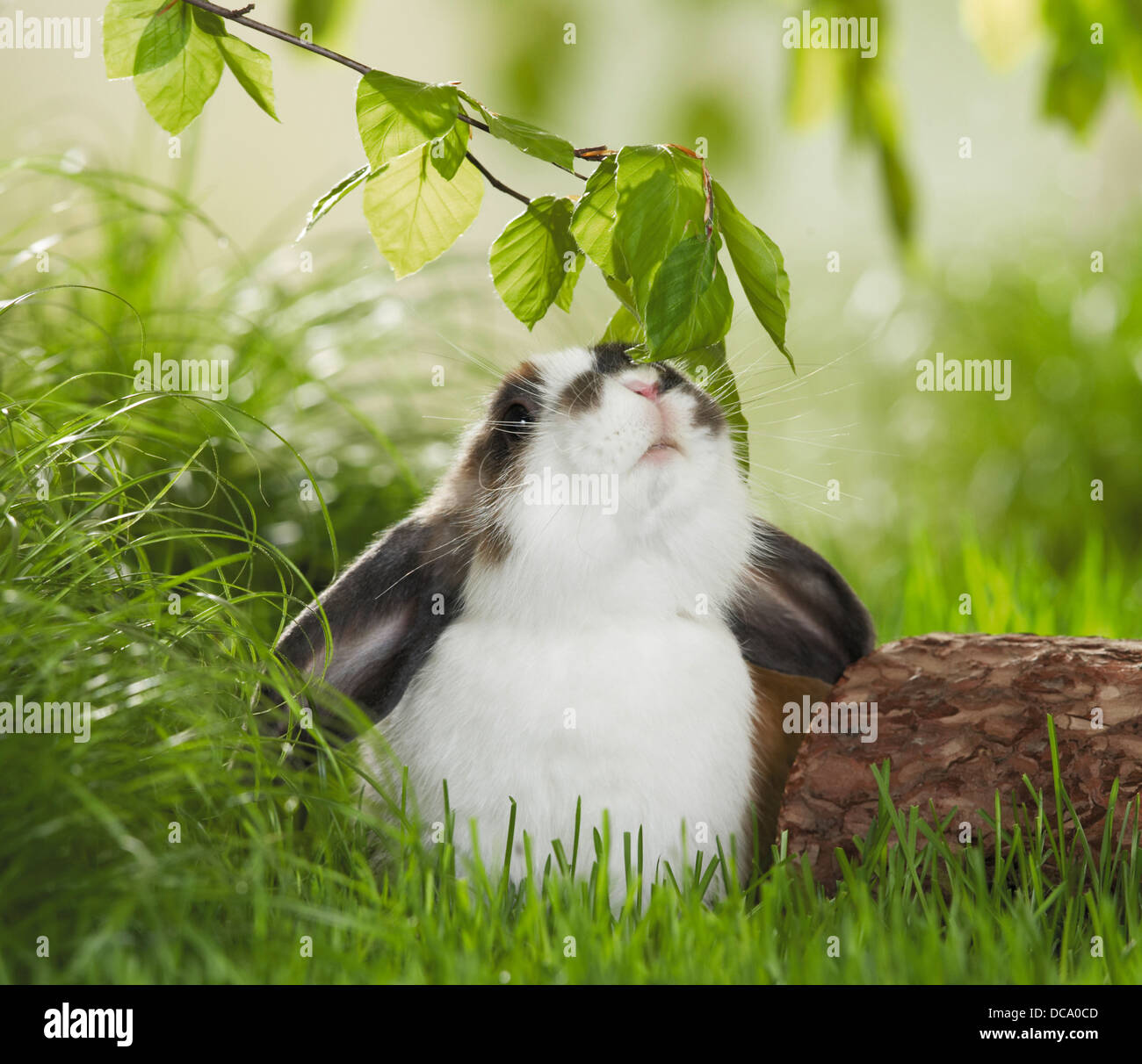 Dwarf lop rabbit on a meadow, sniffing at Beech twig Stock Photo - Alamy