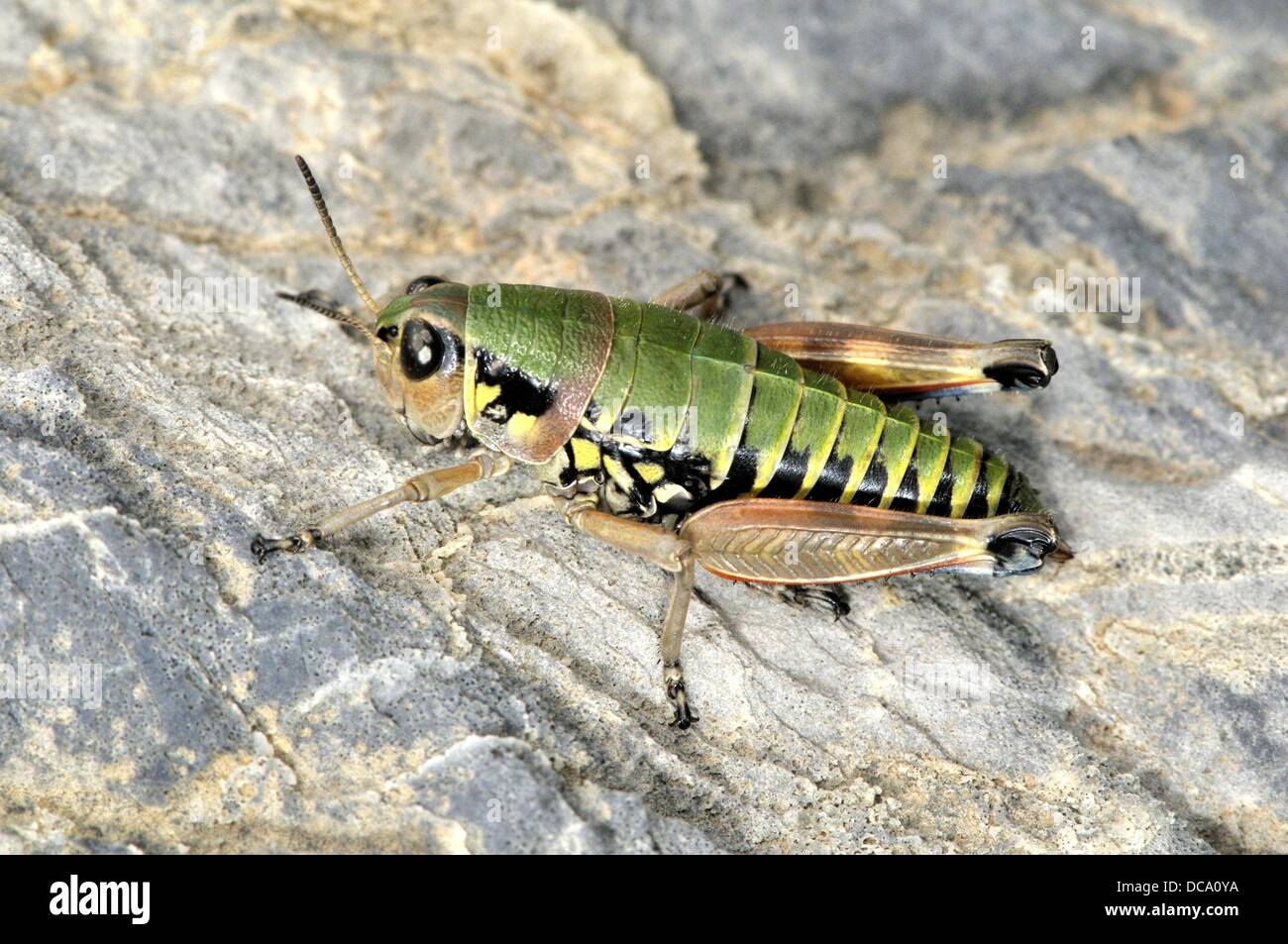 Cophopodisma hi-res stock photography and images - Alamy