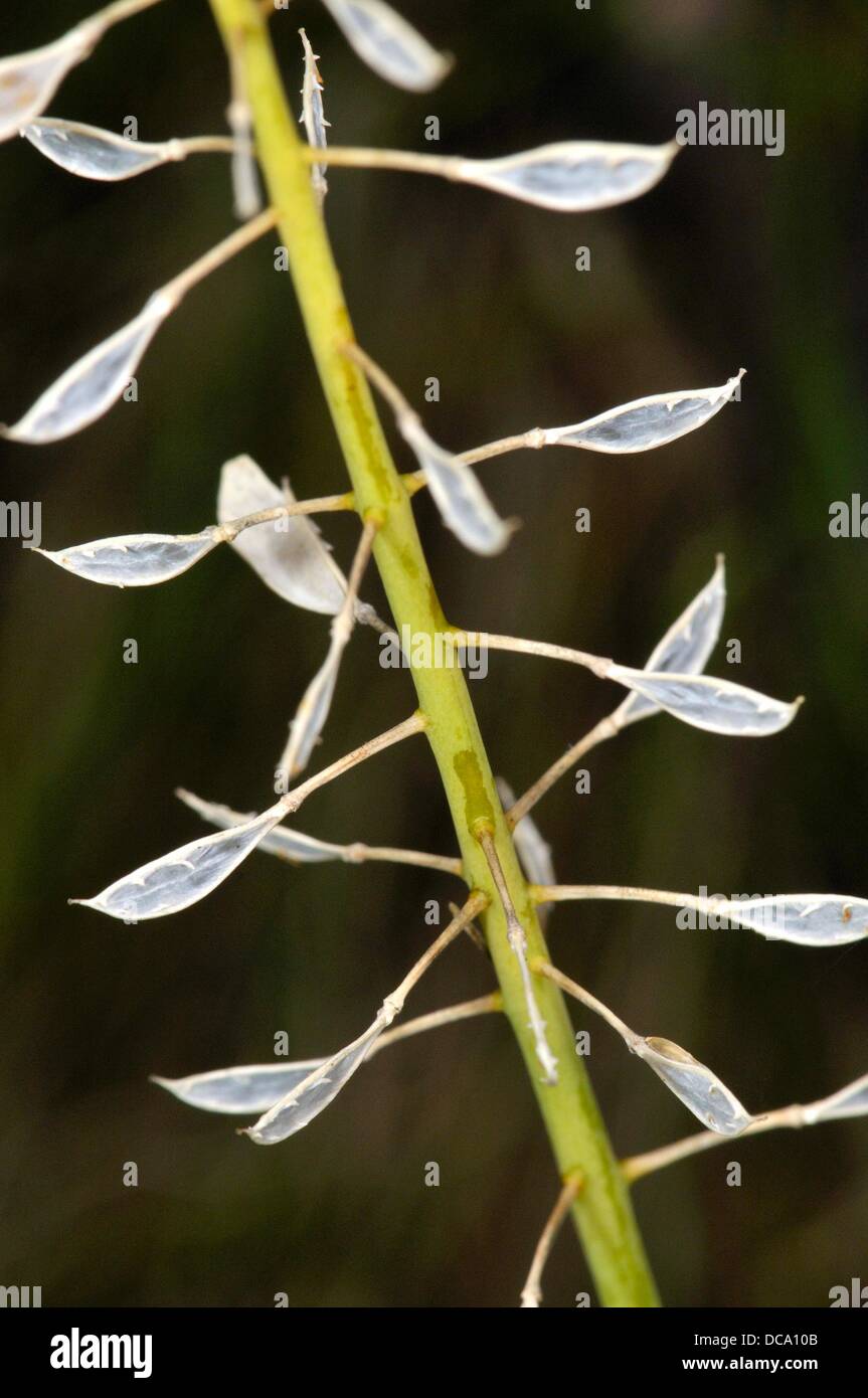 Whitlow High Resolution Stock Photography and Images - Alamy