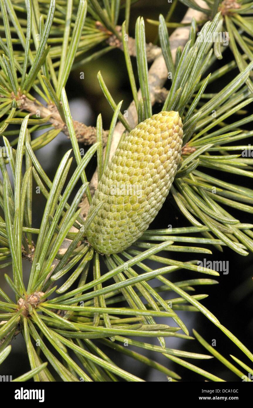 Lebanon Cedar Cedrus Libani Stock Photos & Lebanon Cedar Cedrus Libani ...