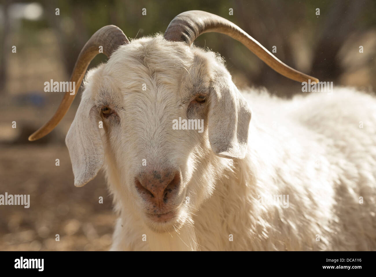 Australian Cashmere Goat