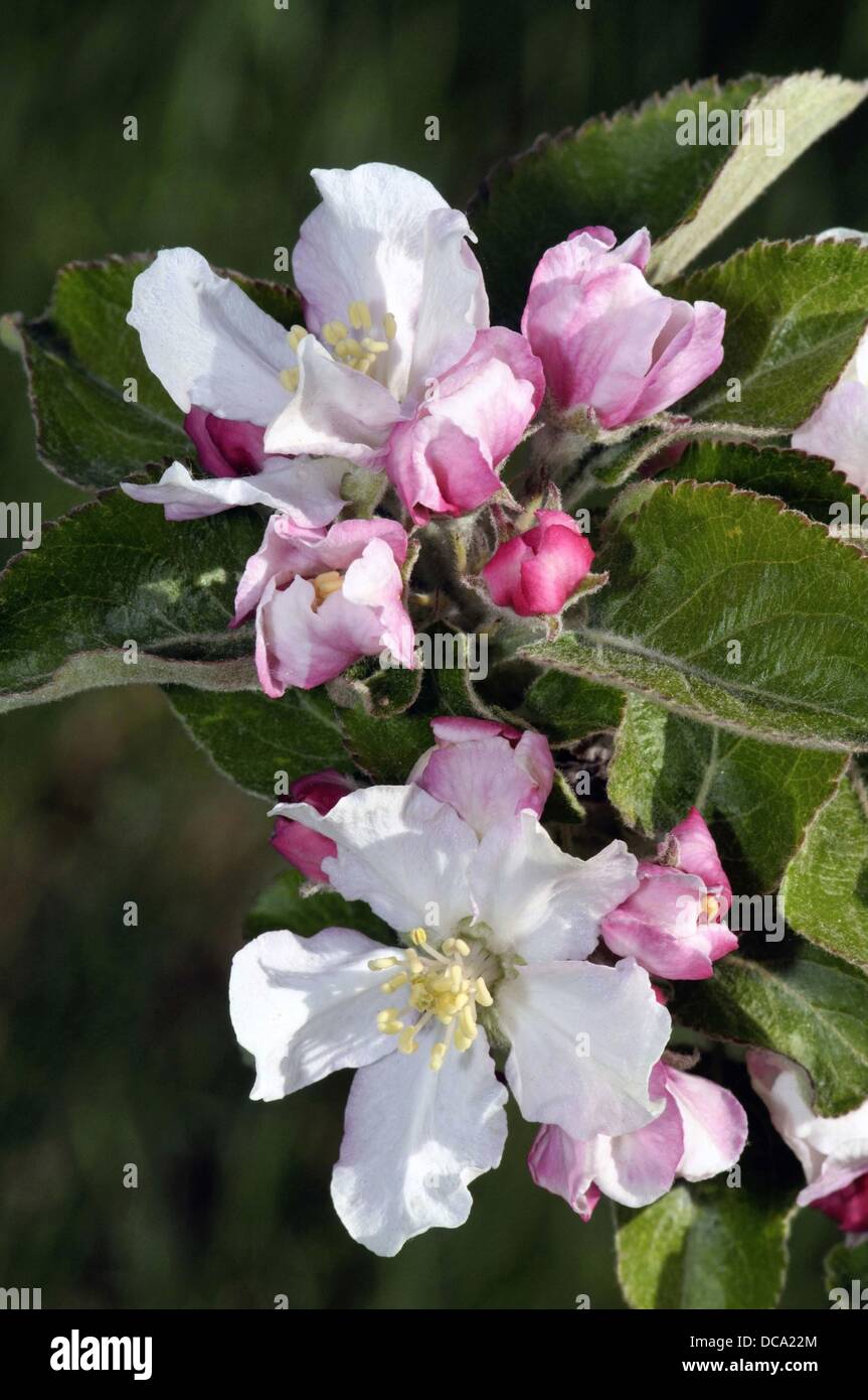 Rose bush rosa sp hi-res stock photography and images - Alamy