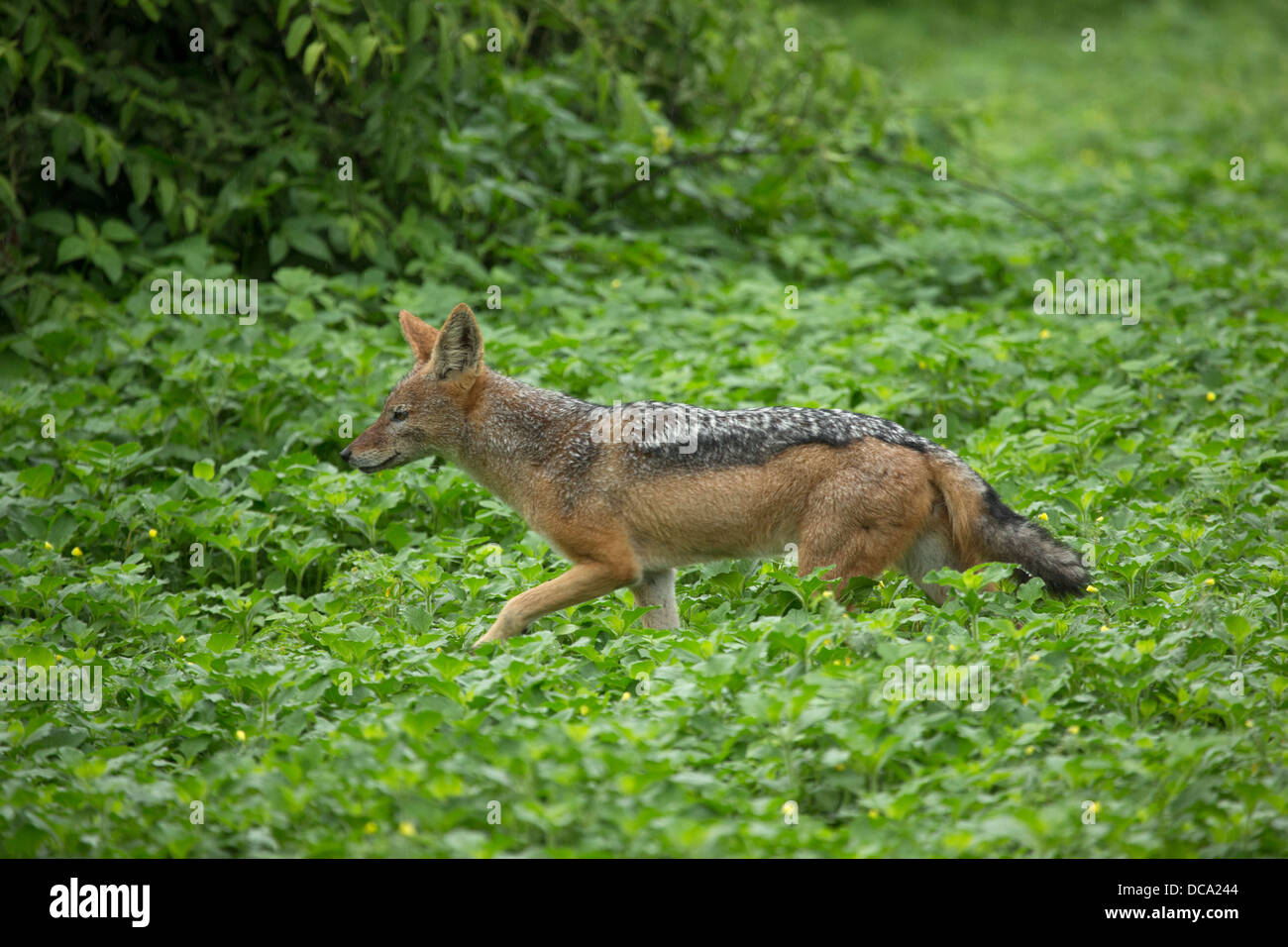 Red jackal hi-res stock photography and images - Alamy