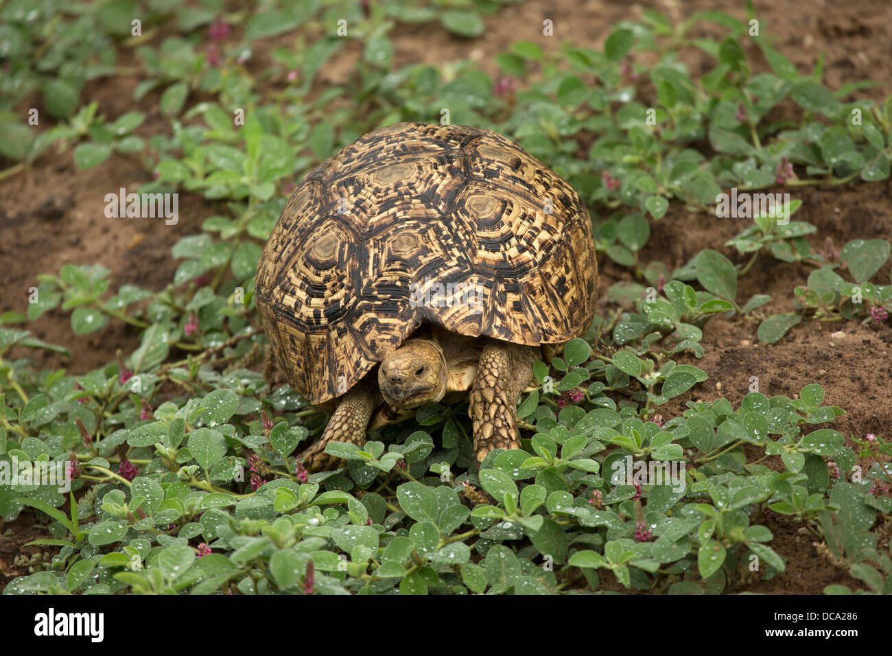 Savanna tortoise hi-res stock photography and images - Alamy