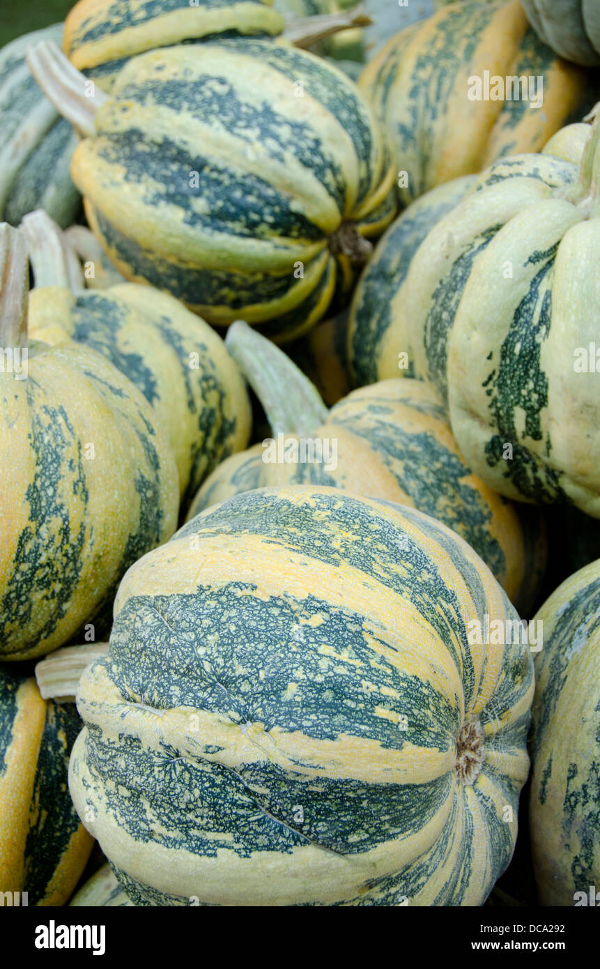 California. Fall harvest in California. American Tondo (Cucurbita ...