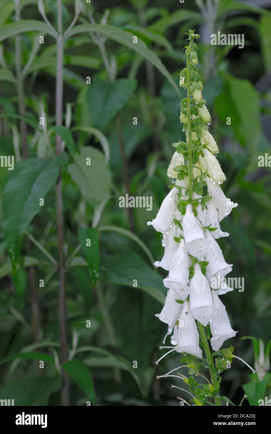 Foxglove (Digitalis) in bloom and in natural surroundings Stock Photo ...