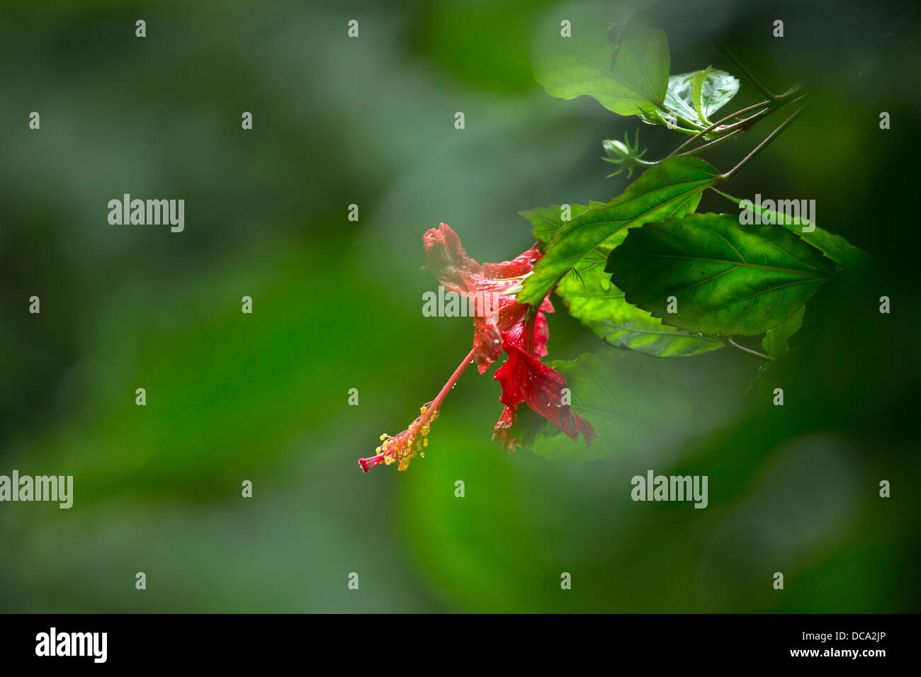 Bissap flower hi-res stock photography and images - Alamy